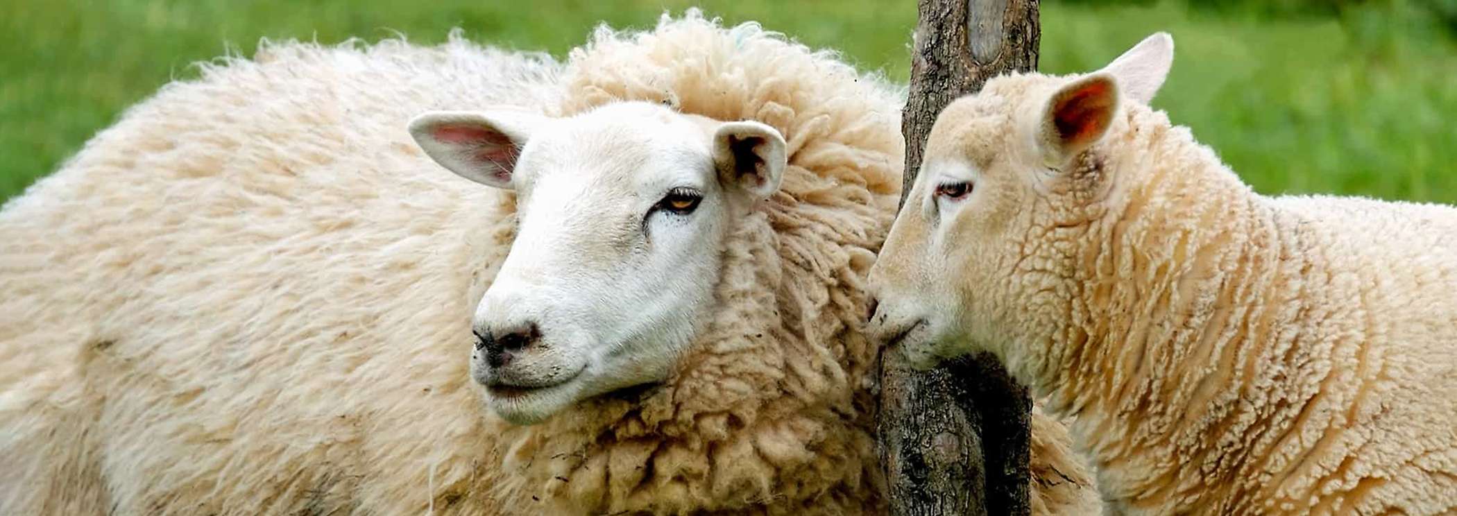 Accessories : seamless base layers made of 100% extra fine merino wool ...